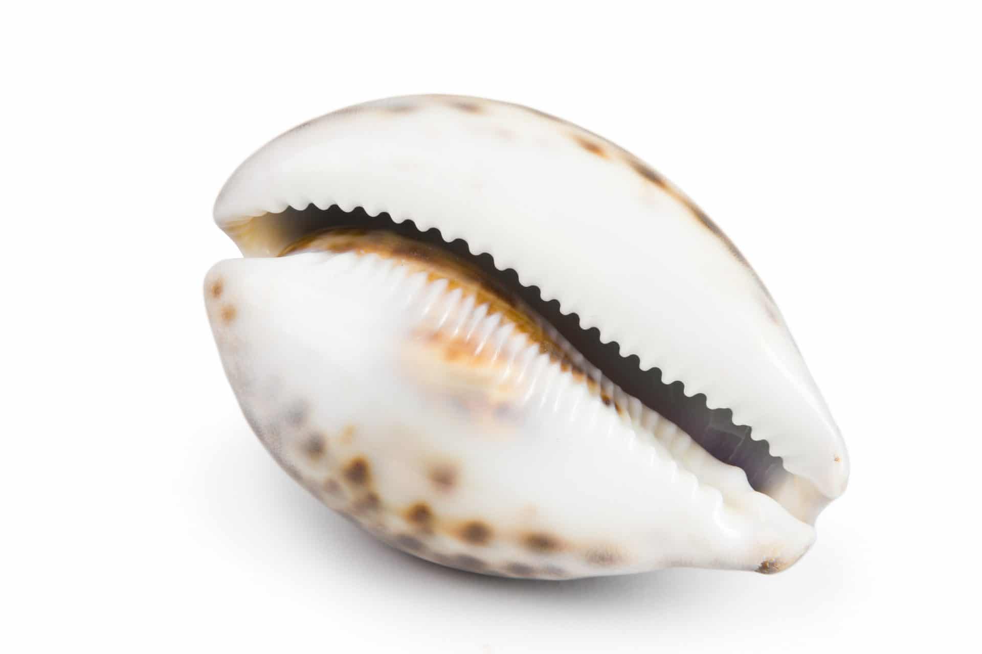 Comment faire de la voyance avec les cauris ? On vous explique